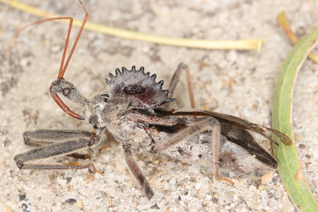 North American Wheel Bug from Crosby County, TX, USA on November 20 ...