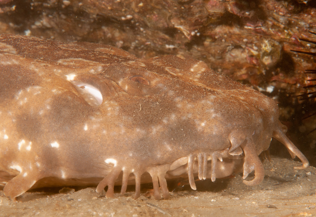 Spotted Wobbegong (Fishes of Chowder Bay, Sydney, Australia) · iNaturalist