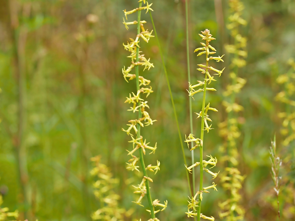 (Stackhousia) - Botanical Realm