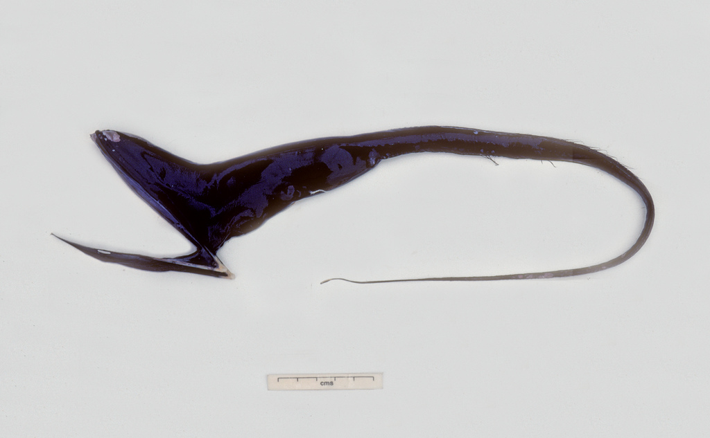 Gulper Eel from 25 n.miles SE of Green Cape, NSW, Australia on November ...