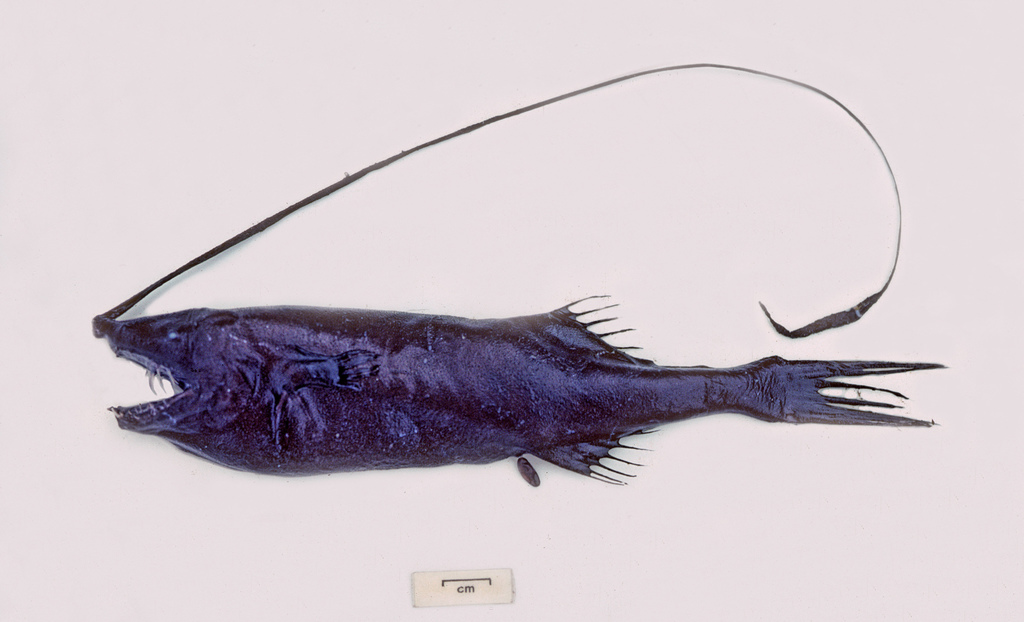 Pelagic Anglerfishes (Ceratioidei) - Marine Life Identification