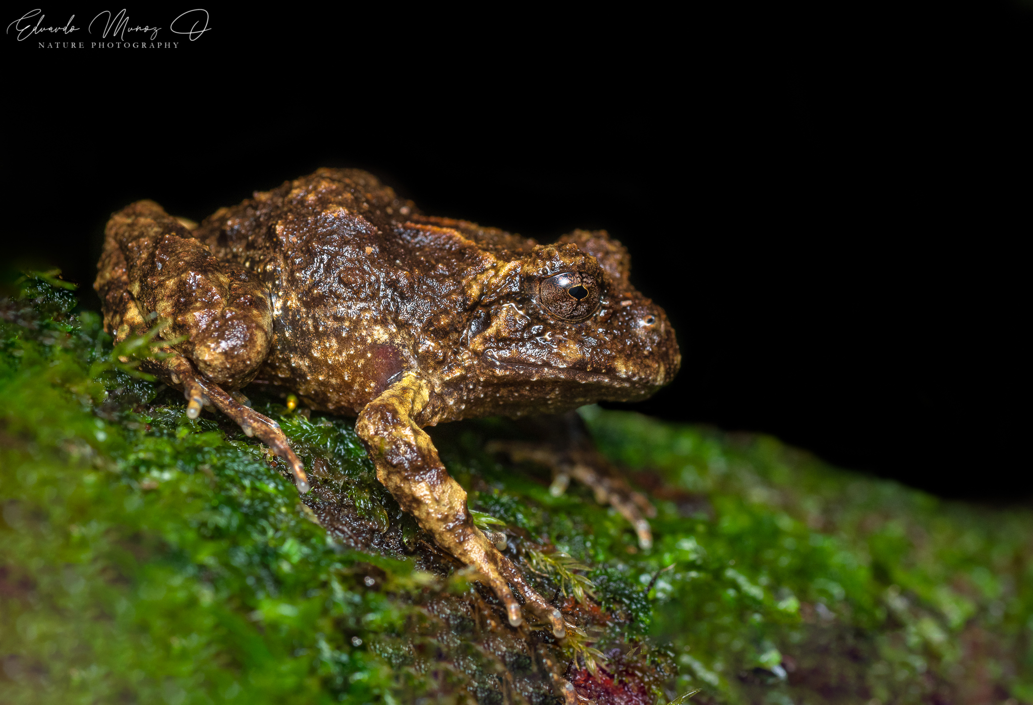 Eupsophus vertebralis Grandison, 1961