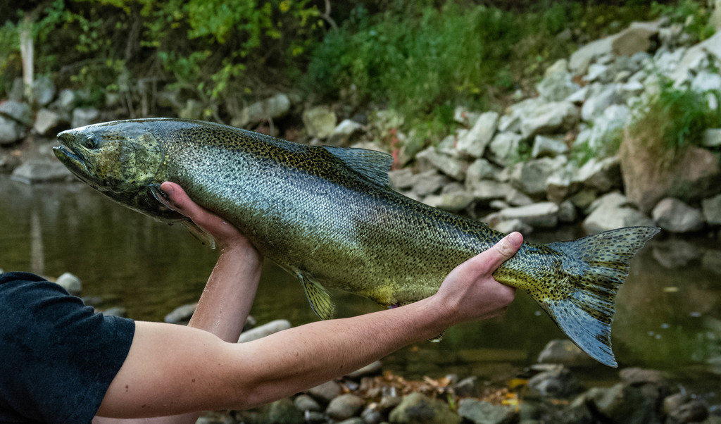 Chinook Salmon from Port Washington, WI, USA on October 08, 2020 at 04: ...