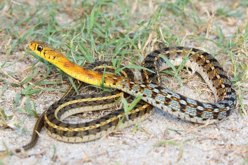 Buff Striped Keelback from Mui Wo, Hong Kong on July 13, 2017 at 03:04 ...