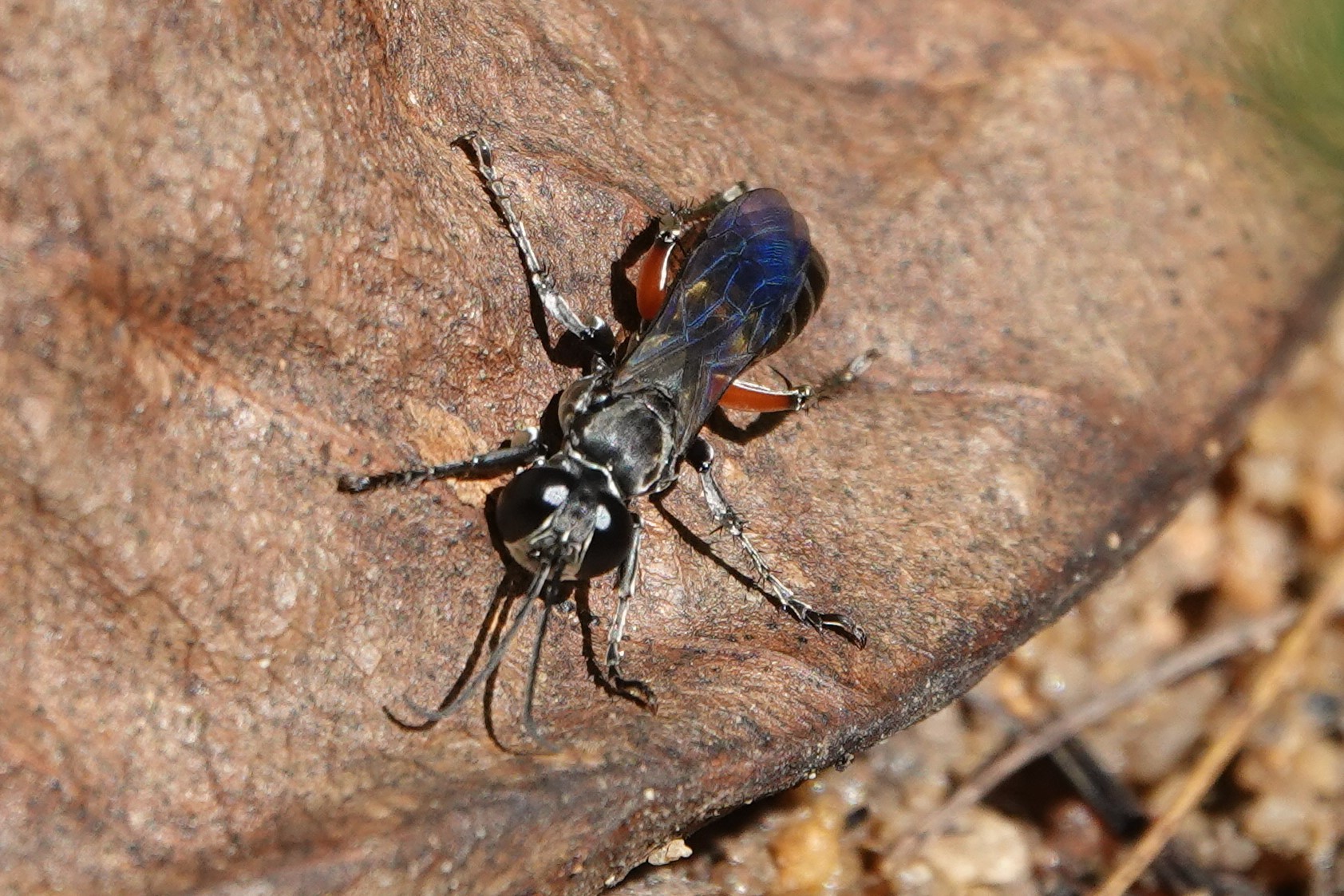 Liris subtessellatus (F.Smith, 1856)