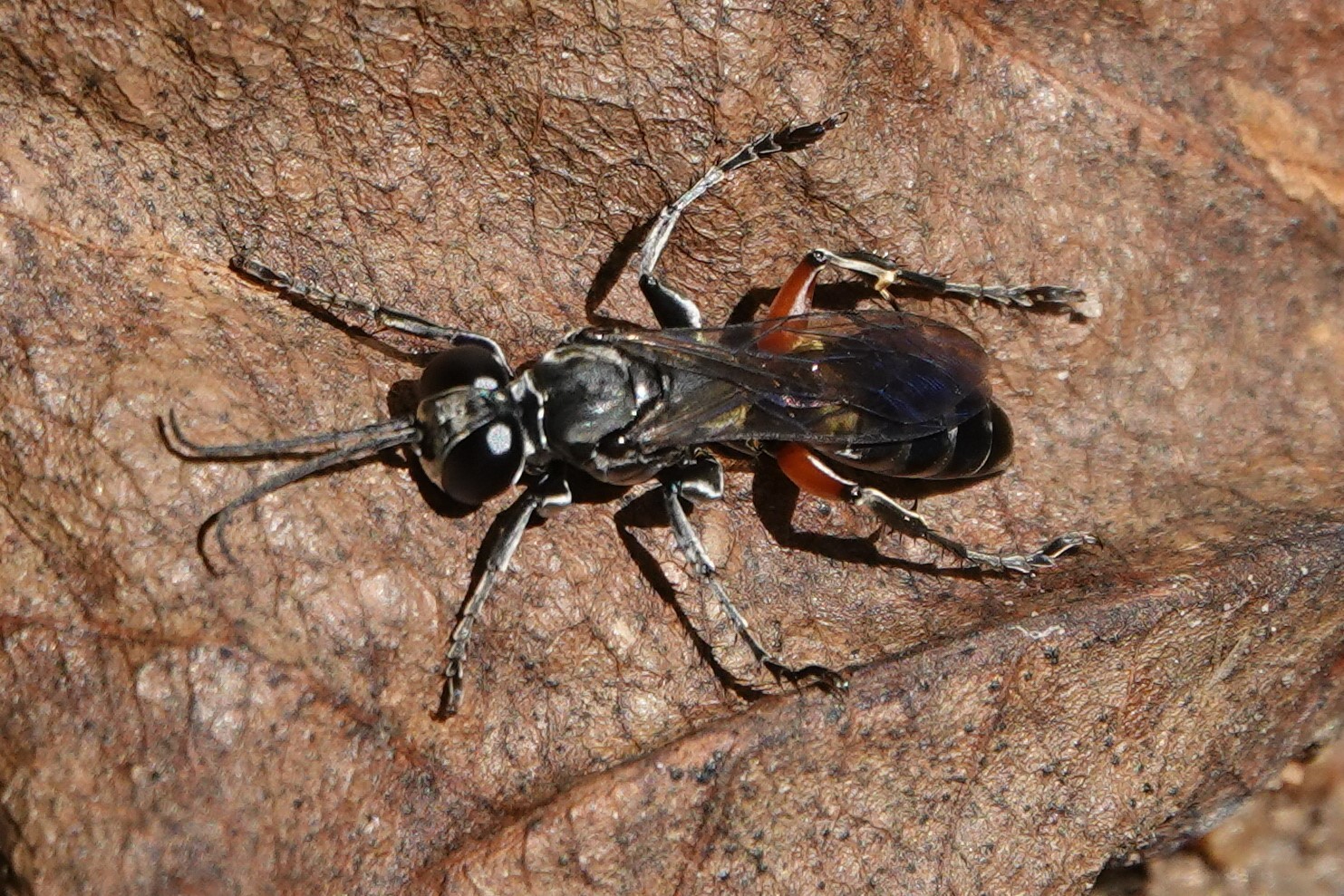 Liris subtessellatus (F.Smith, 1856)