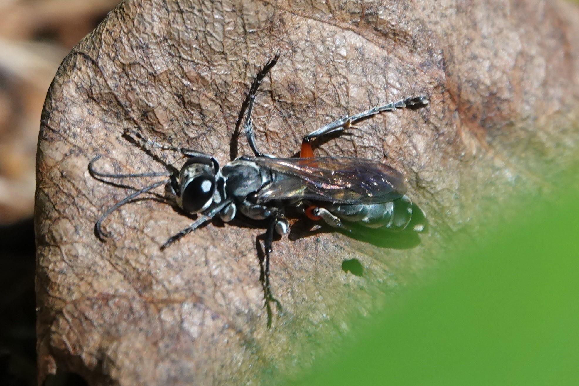 Liris subtessellatus (F.Smith, 1856)