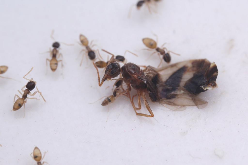 Ghost Ant in November 2021 by Franz Anthony · iNaturalist