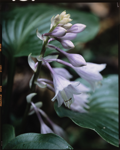variedad Hosta longipes latifolia · NaturaLista Colombia