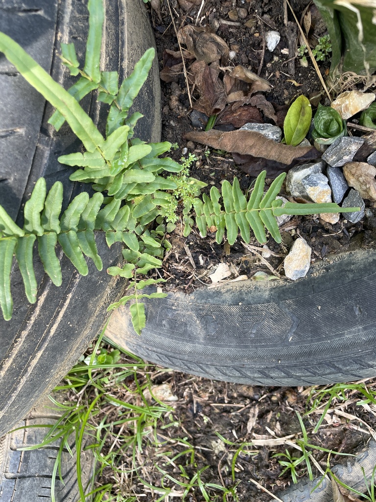 ladder fern from Trinidad, Trinidad and Tobago, TT on November 21, 2021 ...