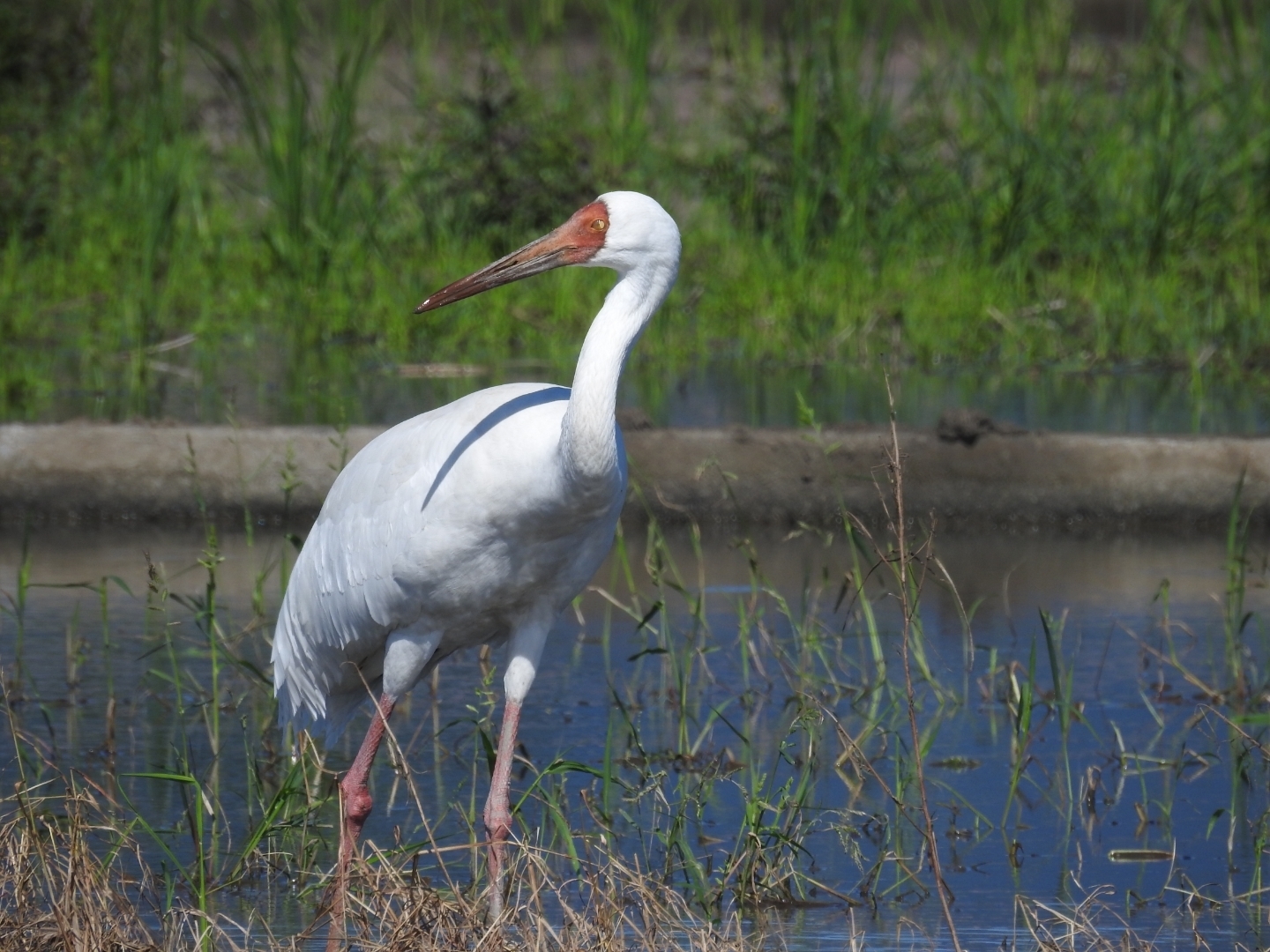 Siberian Crane Bird