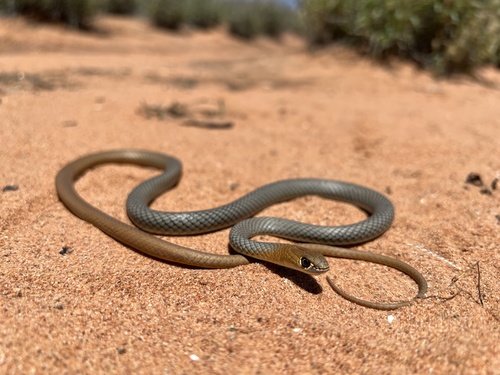 Subspecies Demansia reticulata cupreiceps · iNaturalist