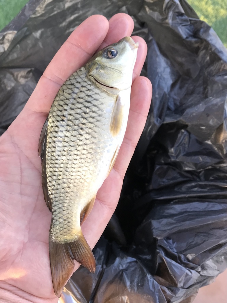 European Carp from Outer Karrada, Baghdad, Iraq on October 22, 2021 at ...