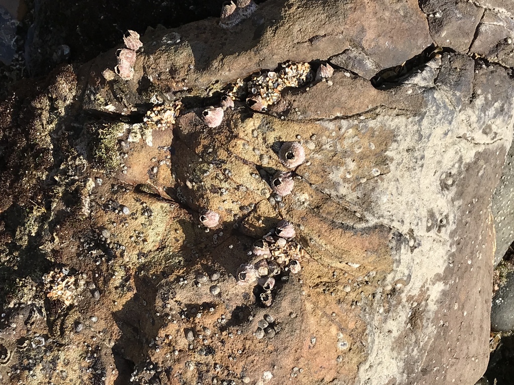 Pink Volcano Barnacle from San Pedro Channel, , CA, US on April 27 ...
