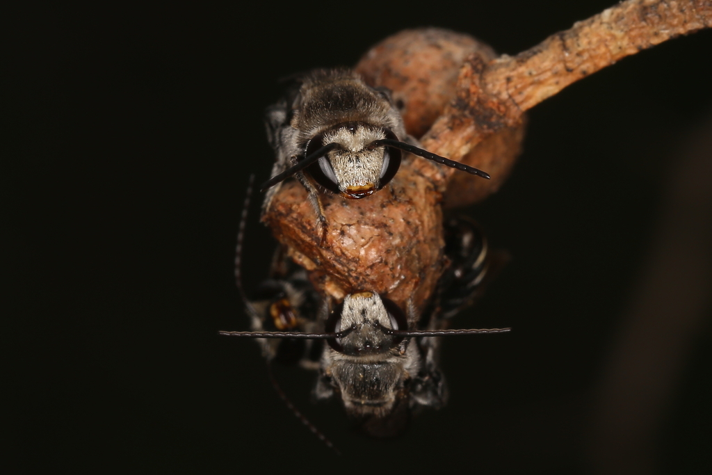 Austronomia from Creyk Park, Western Australia. on January 21, 2020 by ...