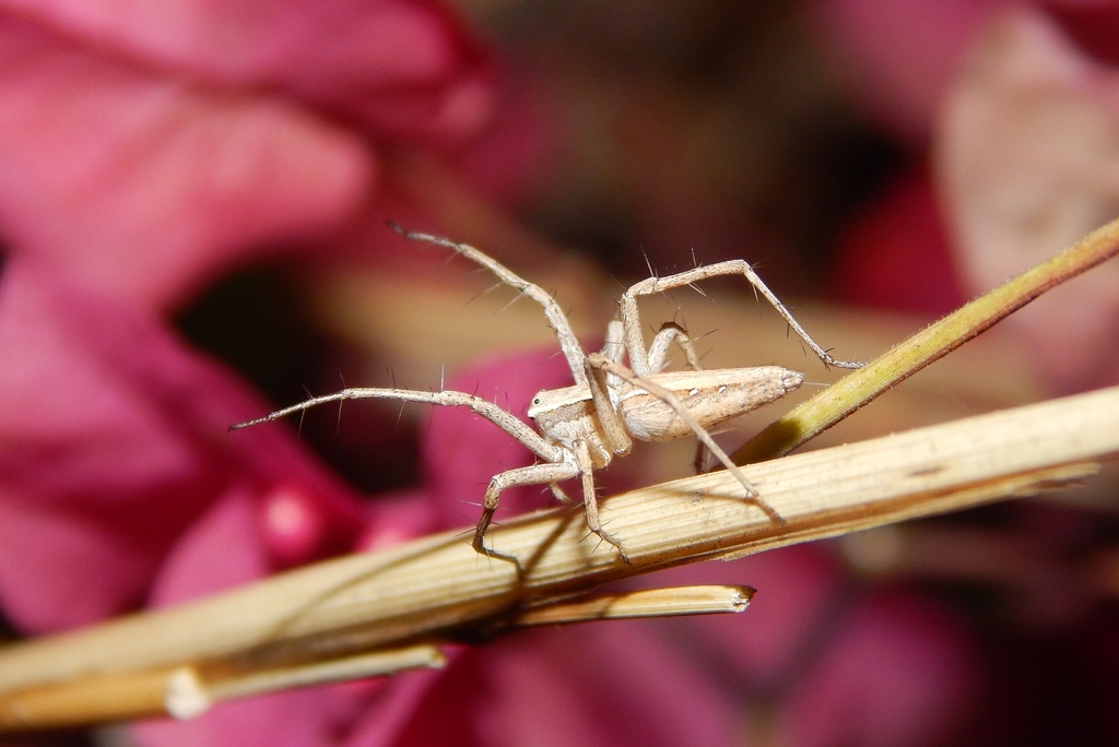 Jackson's Long Bodied Lynx Spider from Bulawayo South, Bulawayo ...