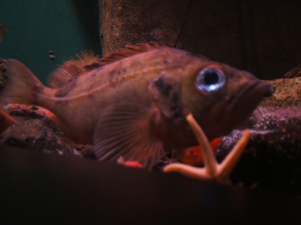 Golden Redfish (Sebastes norvegicus) - Marine Life Identification