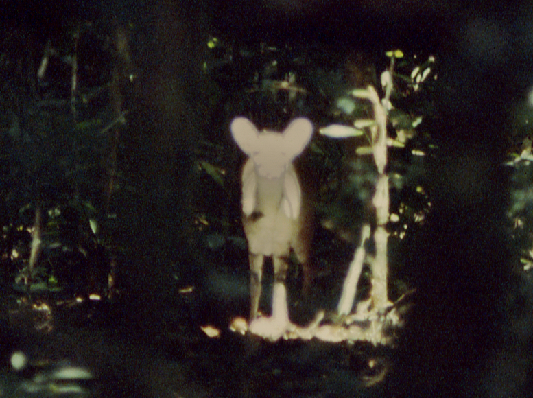 Cephalophus jentinki Thomas, 1892