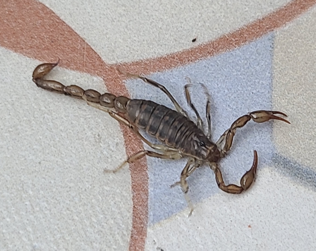 Bothriurus patagonicus from El Chaltén, Santa Cruz Province, Argentina ...