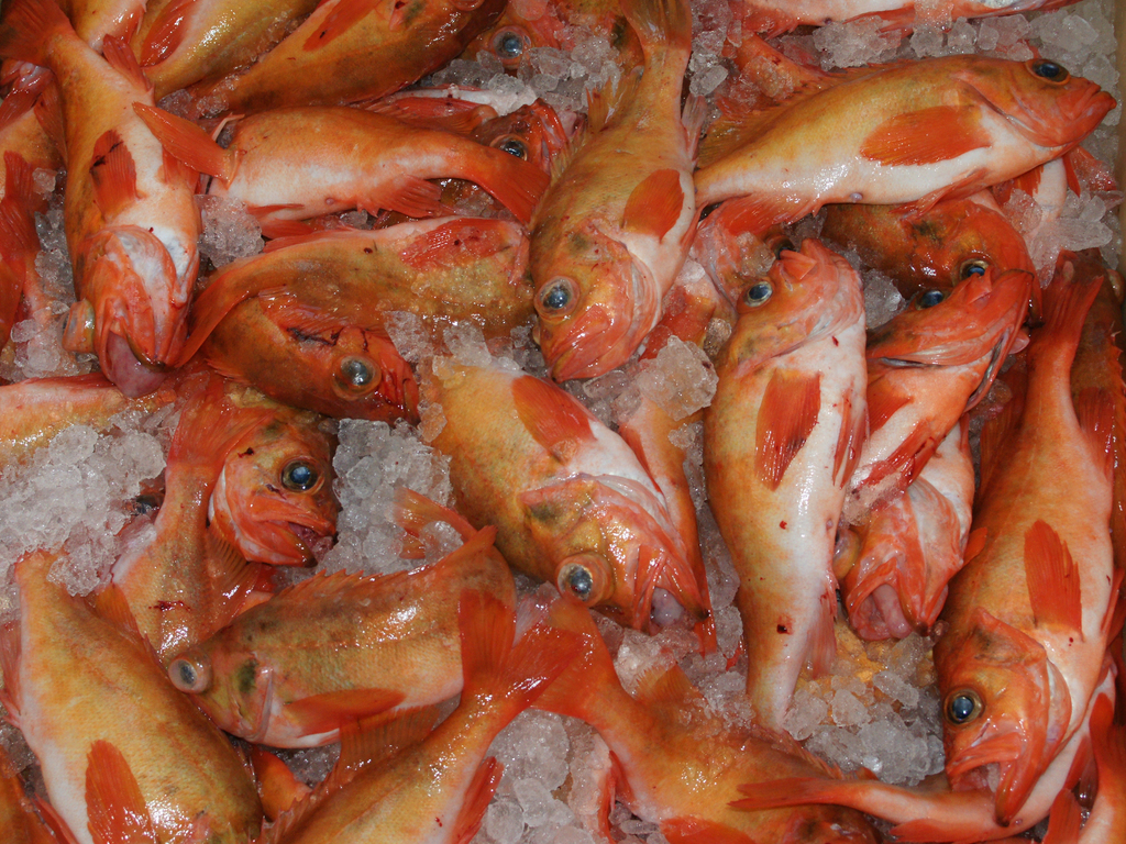 Golden Redfish (Sebastes norvegicus) - Marine Life Identification