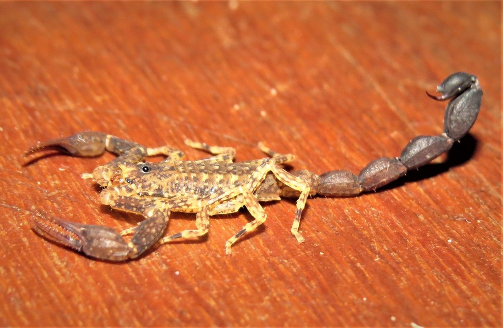 Tityus mattogrossensis from Cristalino I, Alta Floresta, BR-MT, BR on ...