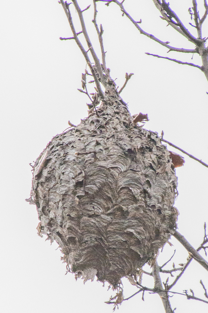 Bald-faced Hornet from Cub Run Stream Valley Park, Fairfax VA, USA on ...