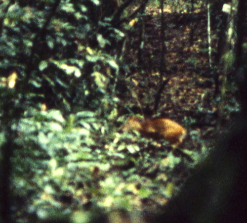 Brooke's Duiker (Cephalophorus brookei) · iNaturalist