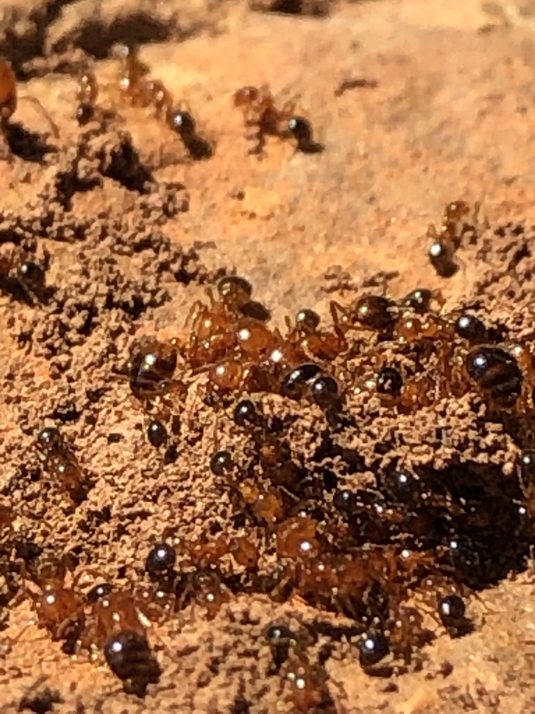 Southern Fire Ant from Carlsbad, CA, USA on February 08, 2020 at 02:15 ...