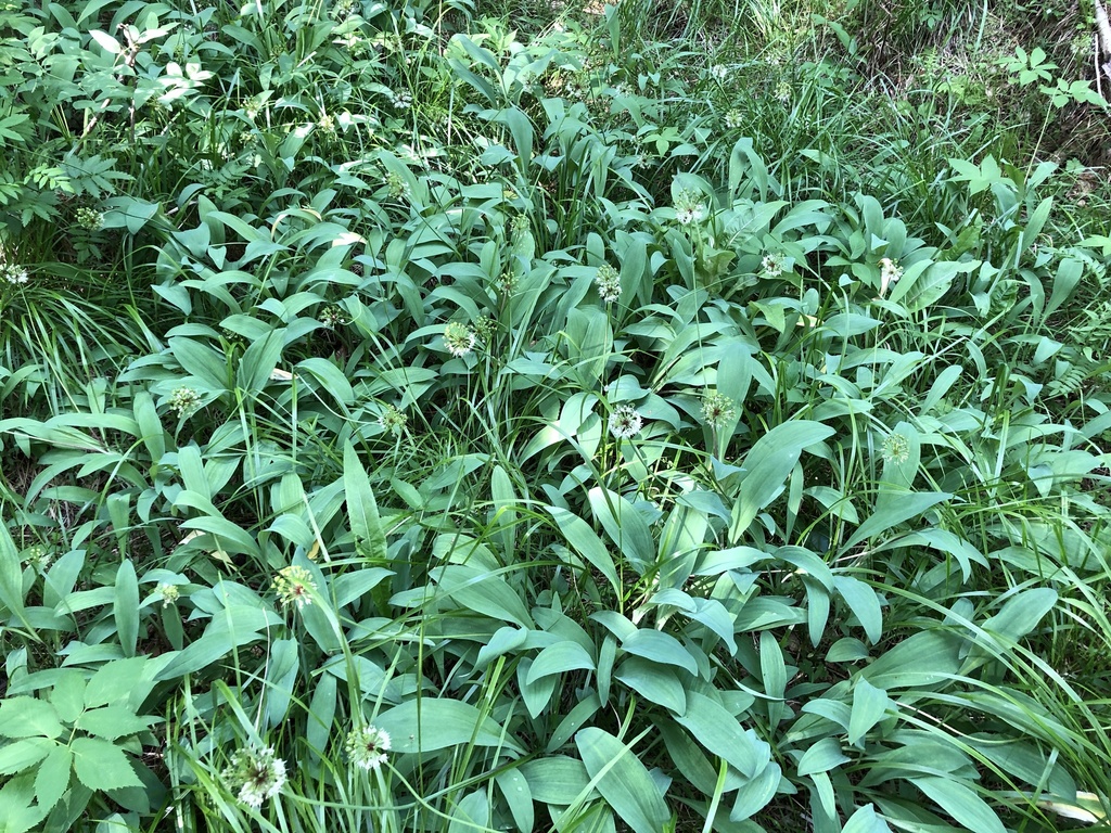 Allium microdictyon from Пригородный р-н, Свердловская обл., Россия on ...