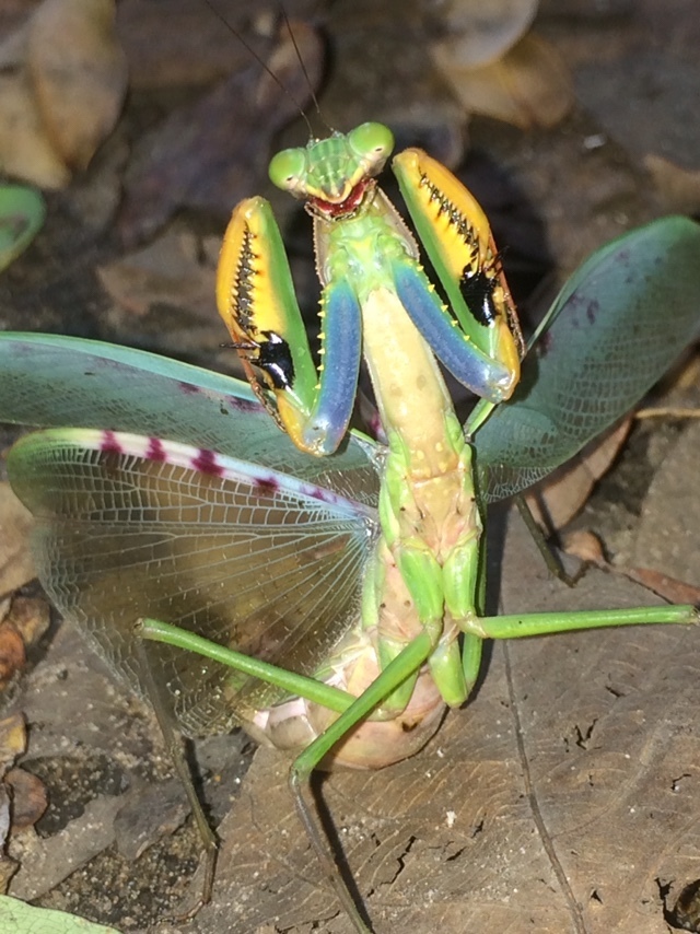 Flag Mantis from Nature Way, Mtunzini, KZN, ZA on November 21, 2021 at ...