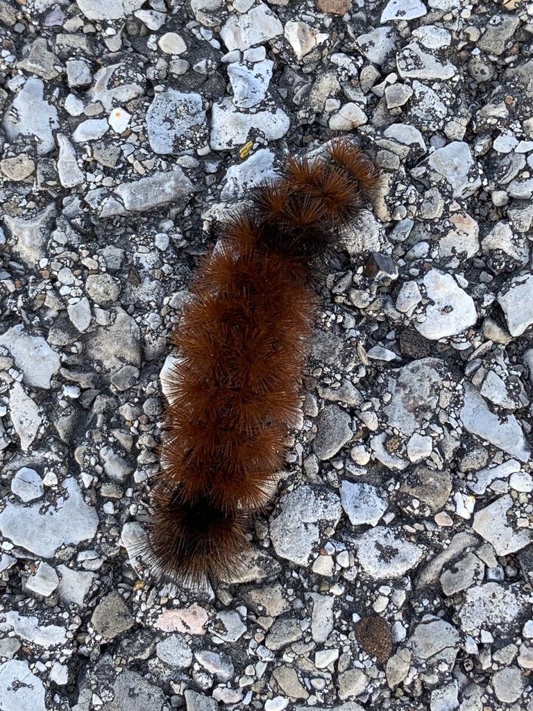 Underwing, Tiger, Tussock, and Allied Moths from Bellefontaine, OH, US ...