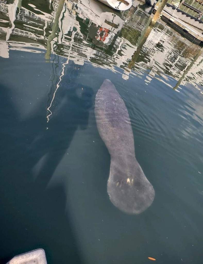 West Indian Manatee in November 2021 by new_hanover_nc. ecoEXPLORE ...