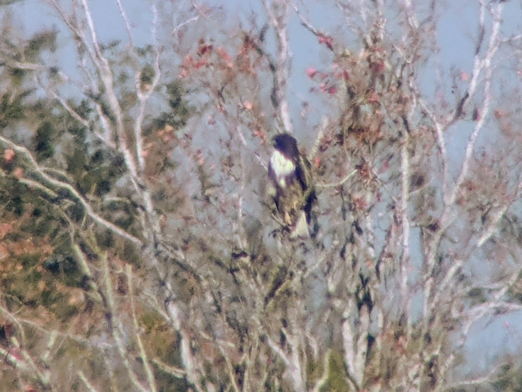 White-tailed Hawk from Bell City, LA 70630, USA on November 20, 2021 at ...