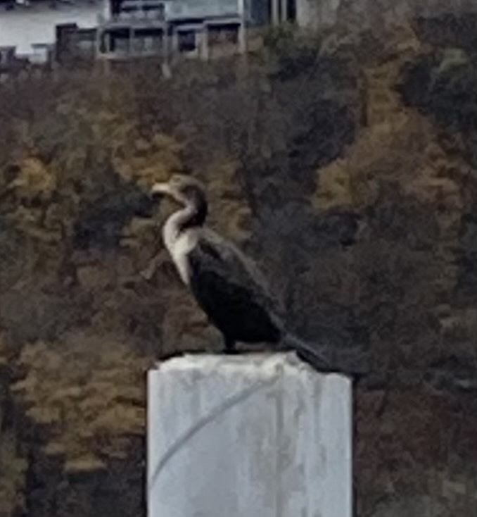 Double-crested Cormorant from Shadycrest Ct, Pittsburgh, PA, US on ...
