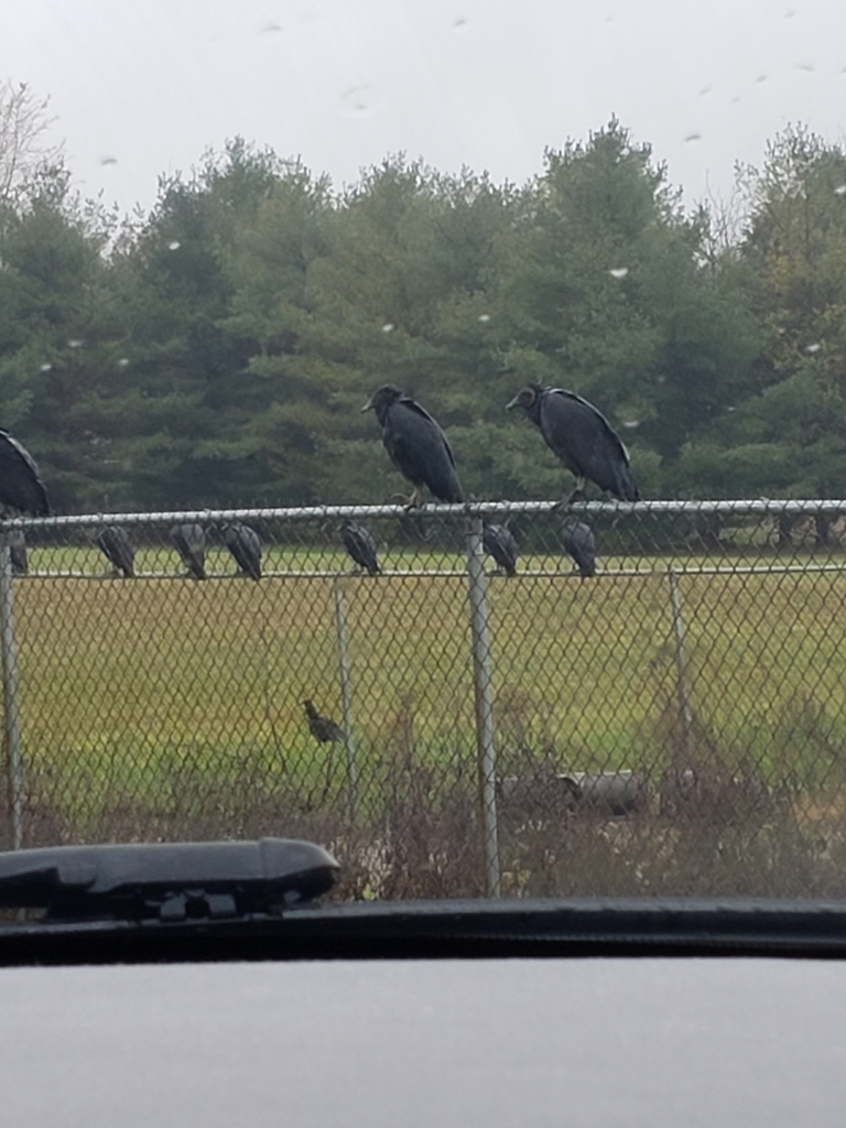 Black Vulture from Lake Township, OH, USA on November 21, 2021 at 12:09 ...
