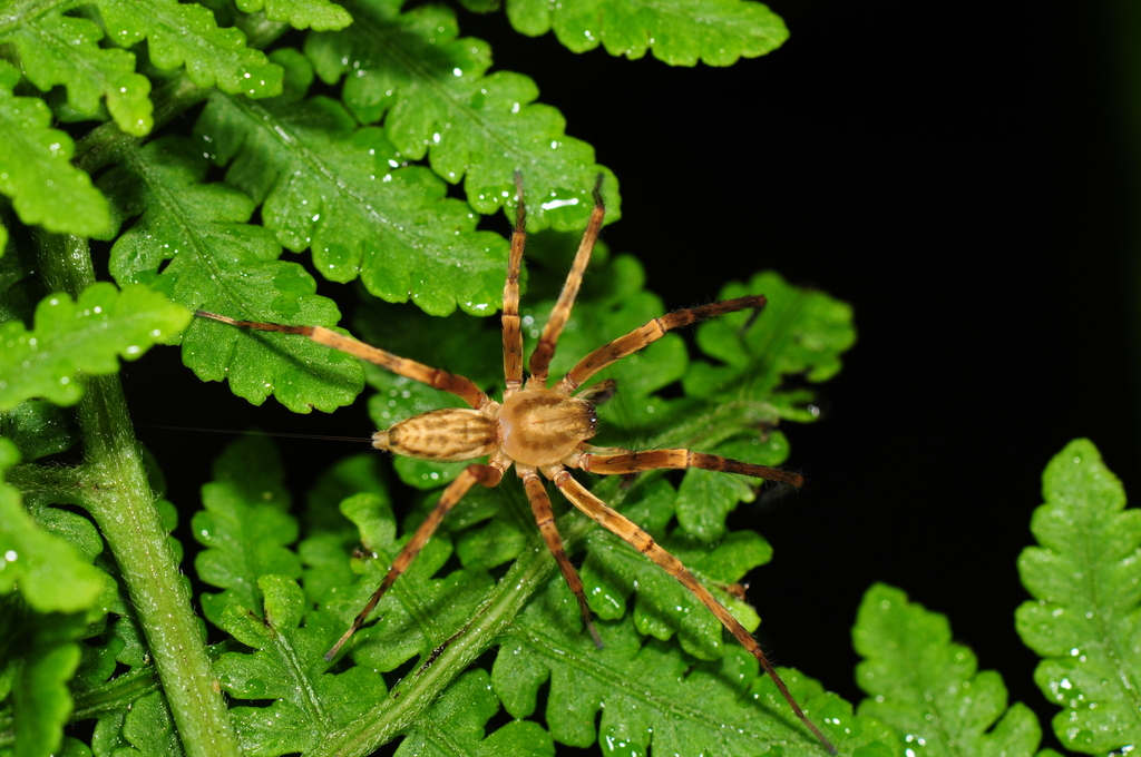 Ghost Spiders from Mindo Valley, Ecuador on August 6, 2009 at 02:11 AM ...
