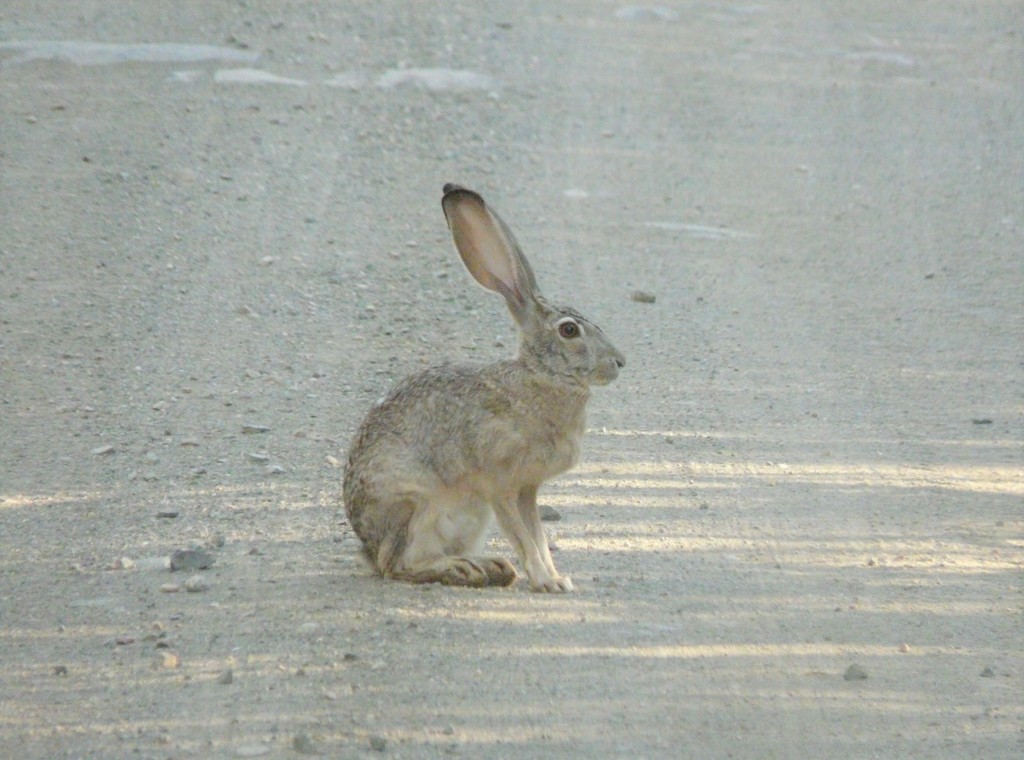 Black-tailed Jackrabbit from Winkelman, Gila County, AZ, USA on May 11 ...