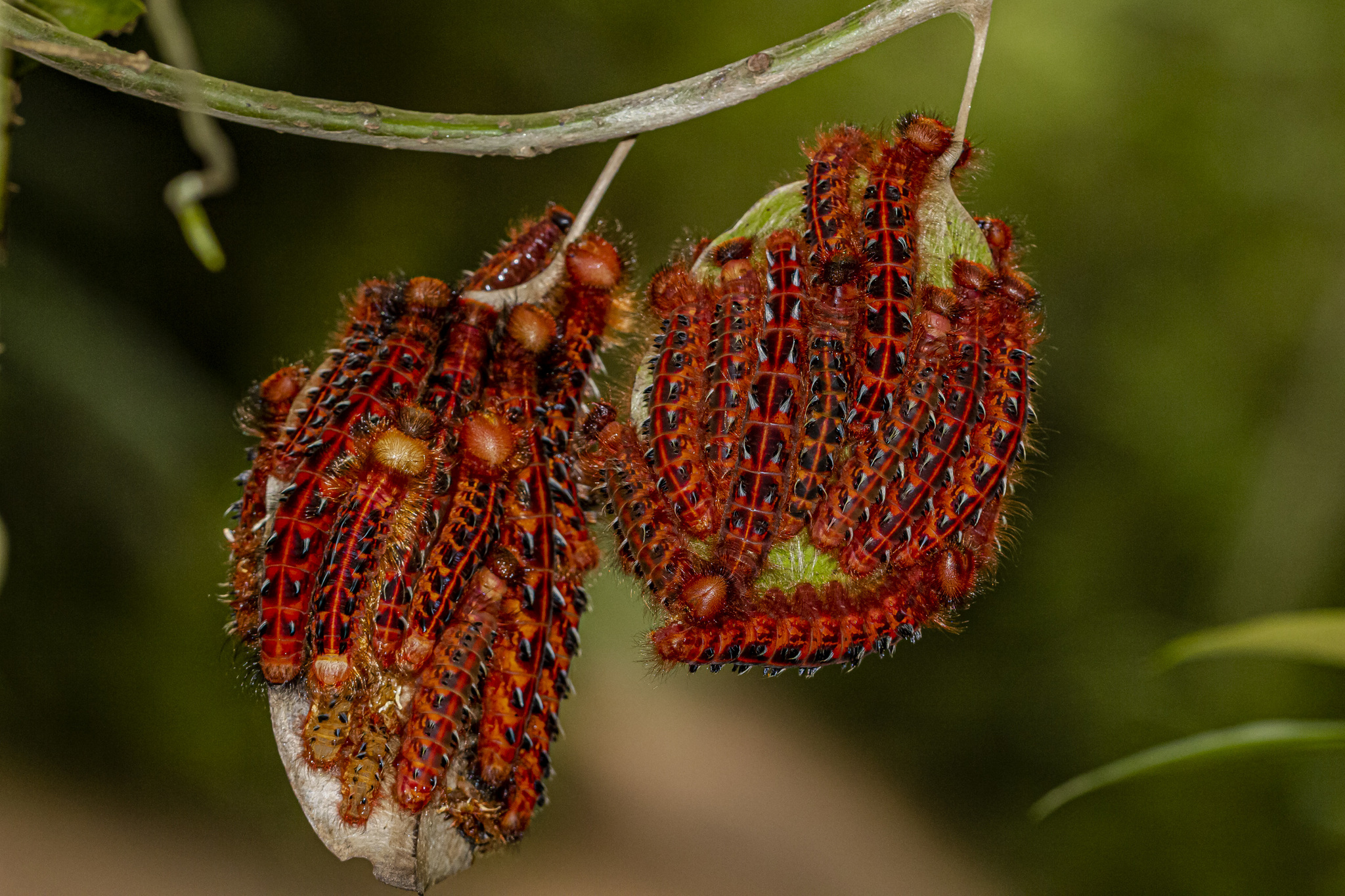 Morpho hercules (Dalman, 1823)