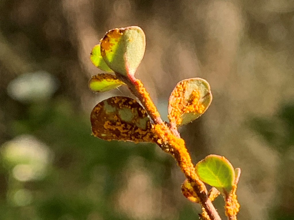 Myrtle Rust from The Gardens, Auckland, New Zealand on November 19 ...