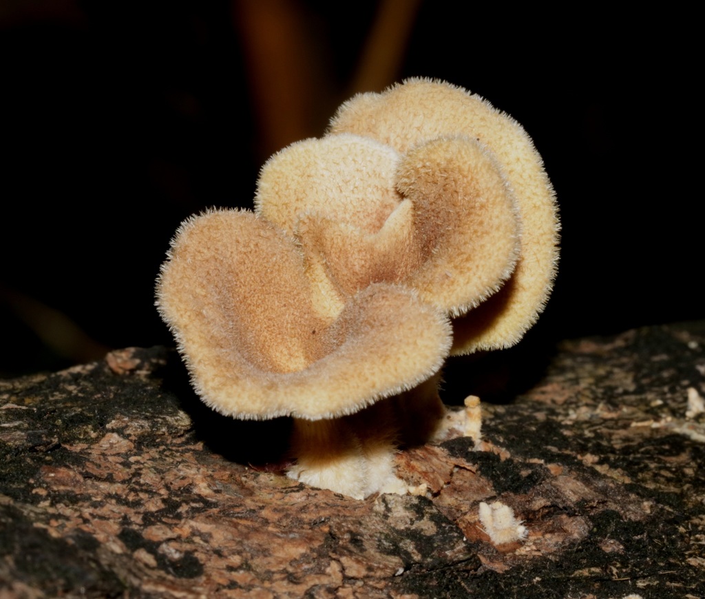 shelf fungi from 香港大埔滘 on April 28, 2018 at 10:53 PM by sk2 · iNaturalist