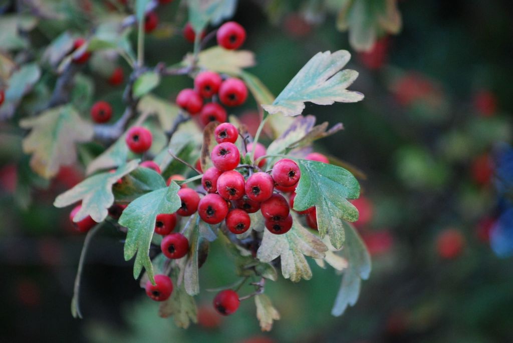 Crataegus monogyna (Lacamas Prairie Non-Native Species) · iNaturalist