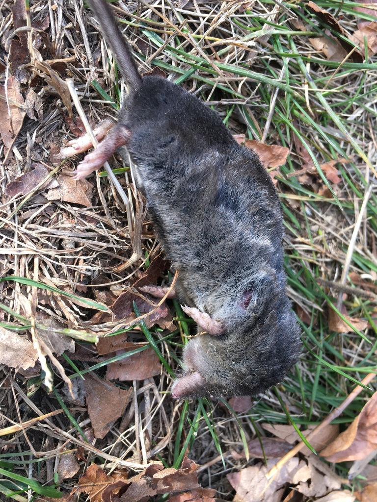 Northern Short-tailed Shrew from Longwood Gardens, Kennett Square, PA ...
