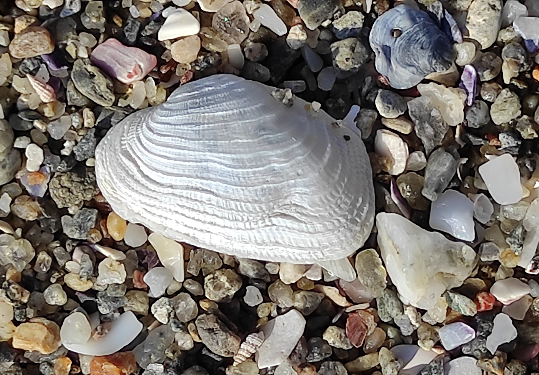 Irus irus (Linnaeus, 1758)