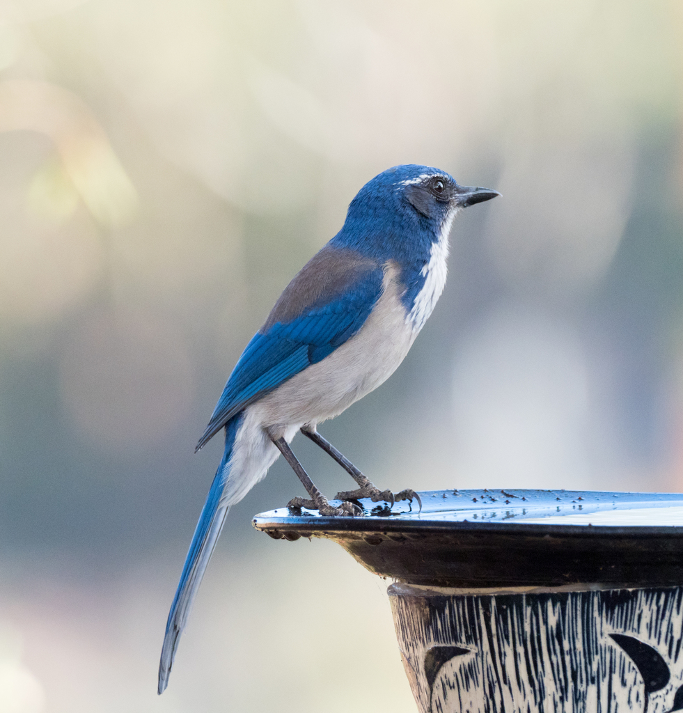 California Scrub-Jay from Clairemont Mesa West, San Diego, CA, USA on ...