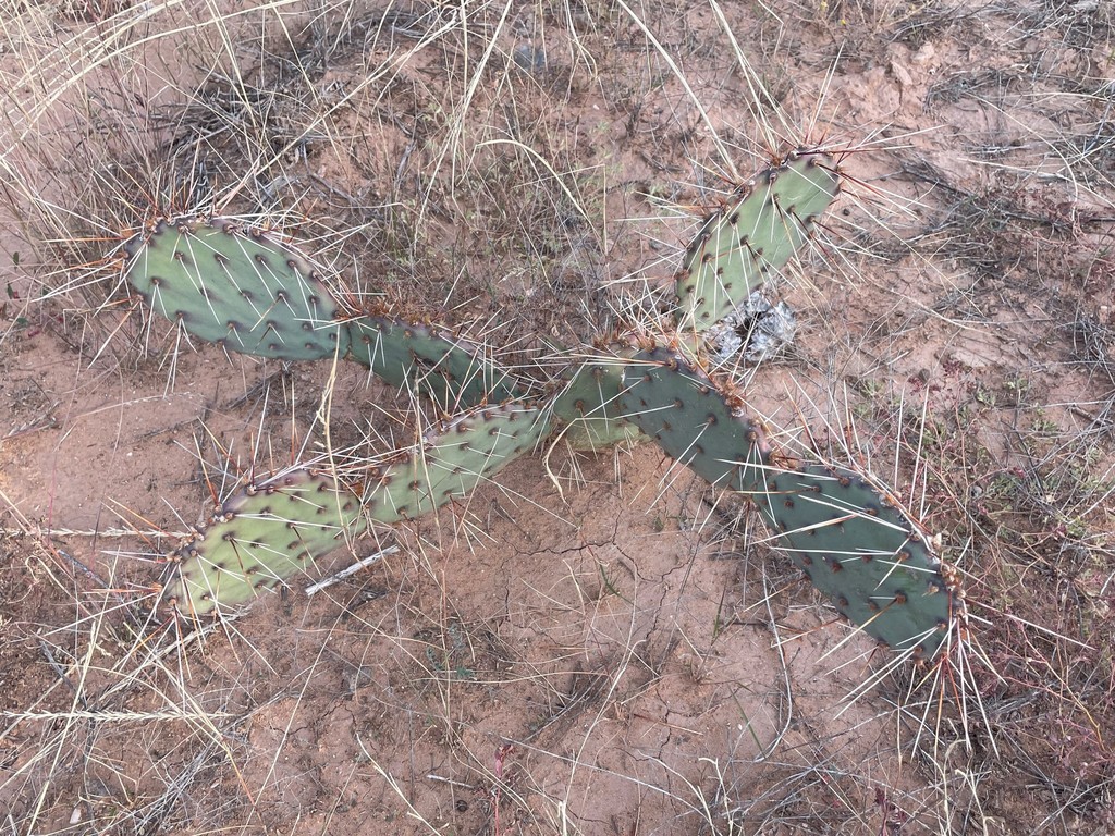 Prickly Pears in November 2021 by lejones417 · iNaturalist
