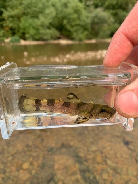 Checkered Madtom (Freshwater fish of Mississippi) · iNaturalist