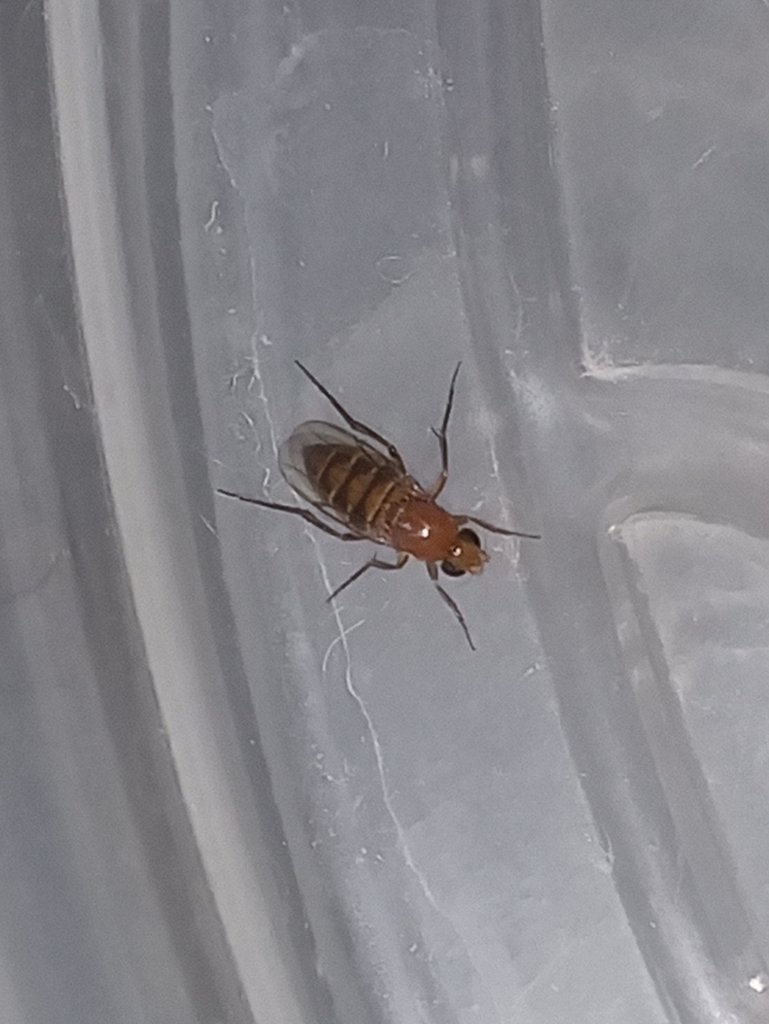Scaled Hump-backed Fly from Guadalupe, MX-NL, MX on November 21, 2021 ...