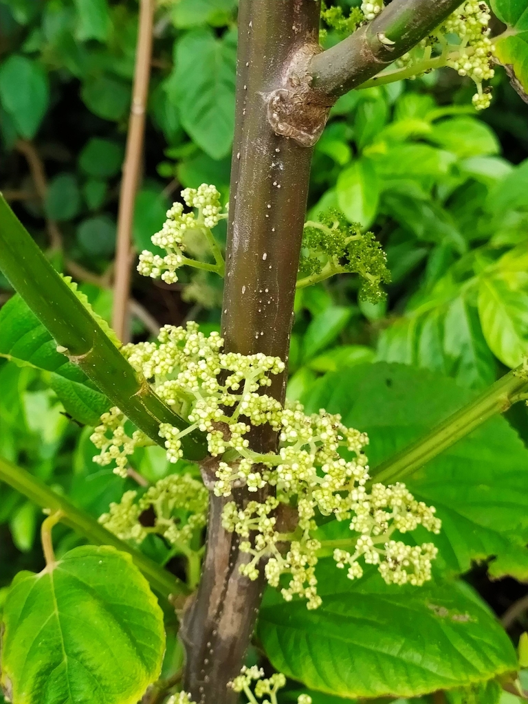 flameberry (Urera caracasana) - Botanical Realm