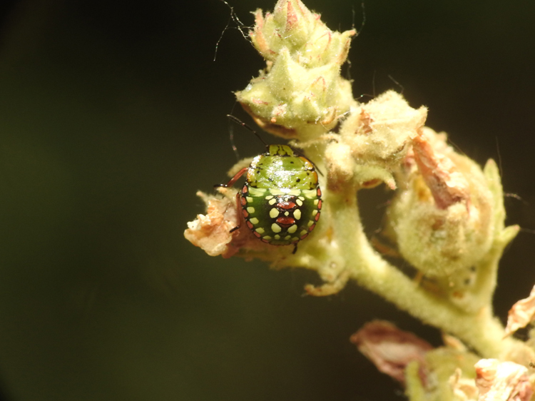 Southern Green Stink Bug from Villa Soldati, CABA, Argentina on ...