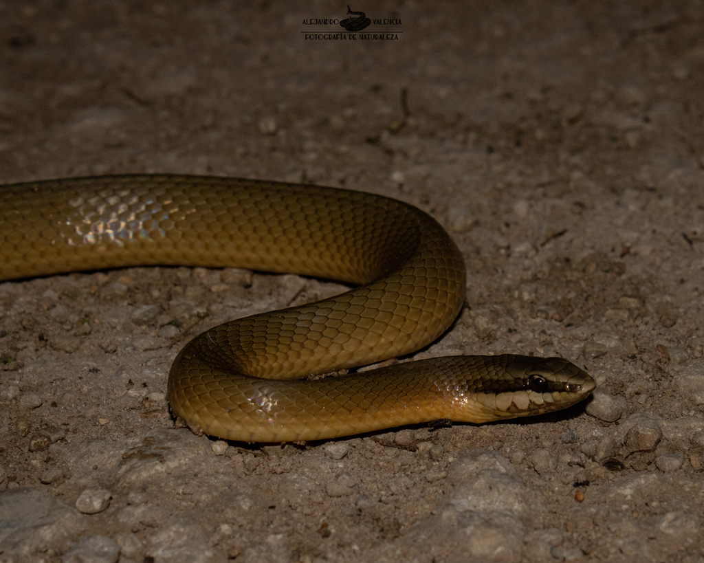 Conophis lineatus concolor from Umán, Yuc., México on June 09, 2021 at ...